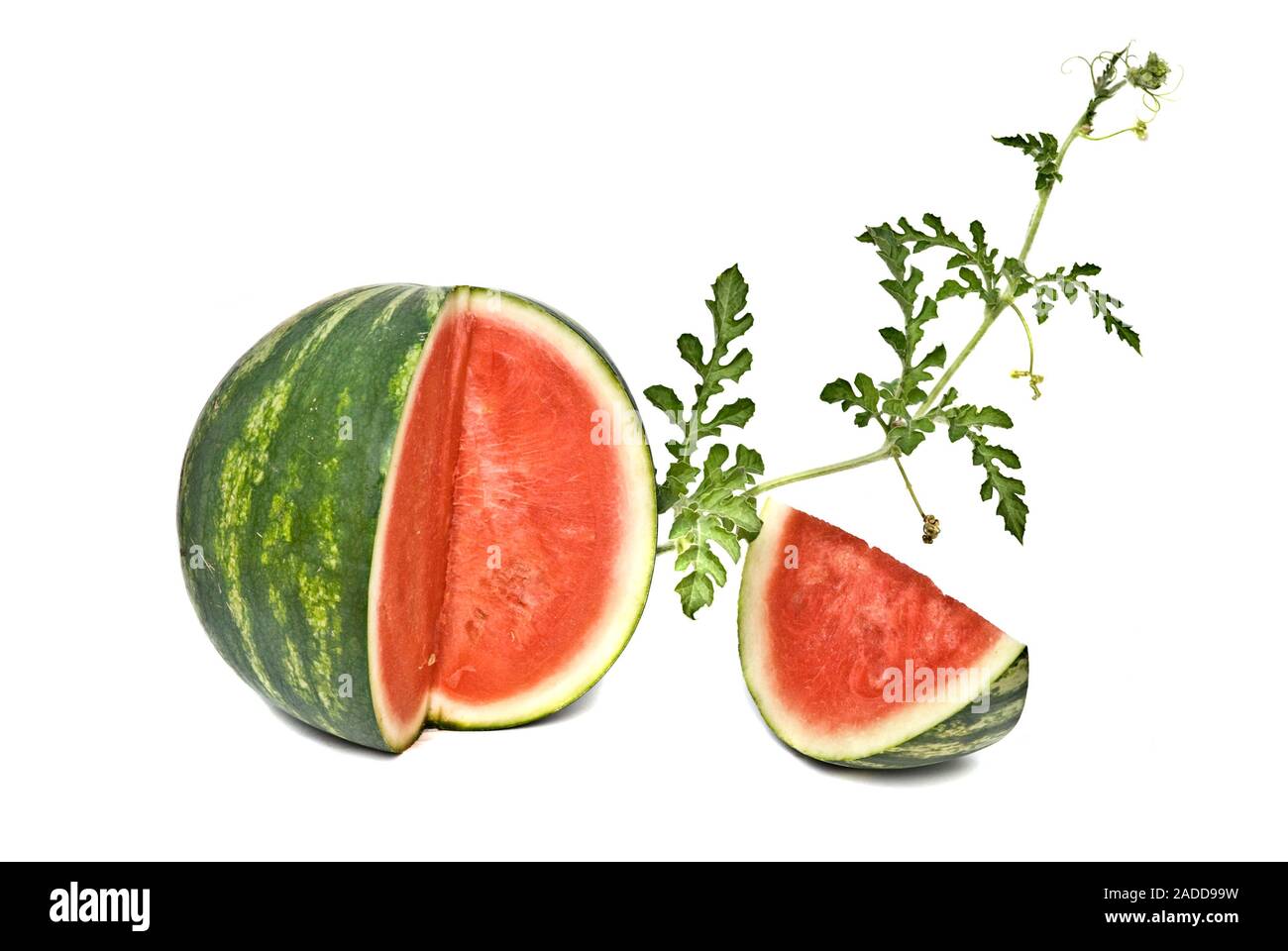 Watermelon segments with vine isolated on white background Stock Photo ...