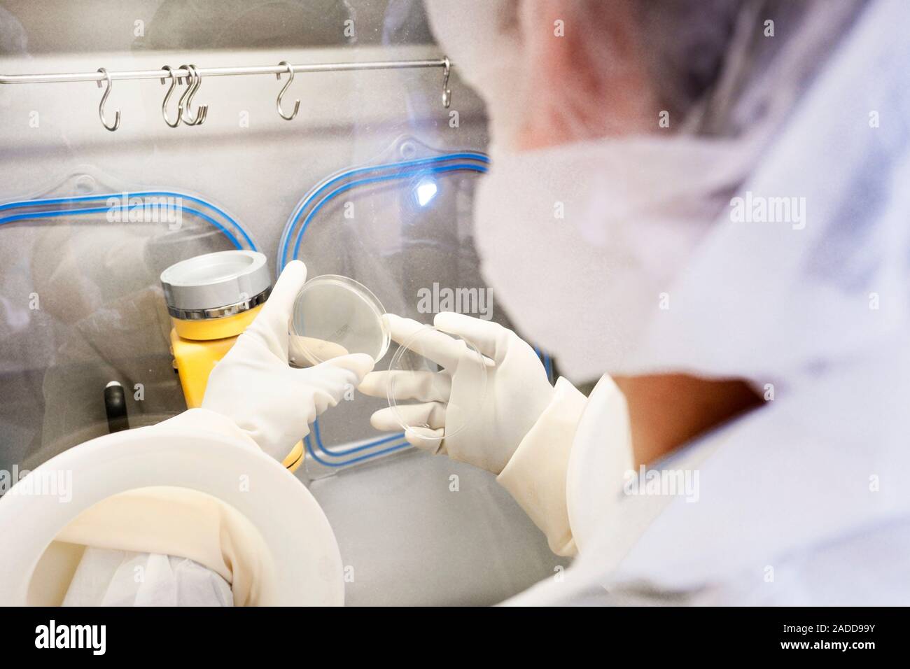 MODEL RELEASED. Faecal microbiota transplant research. Researcher using ...