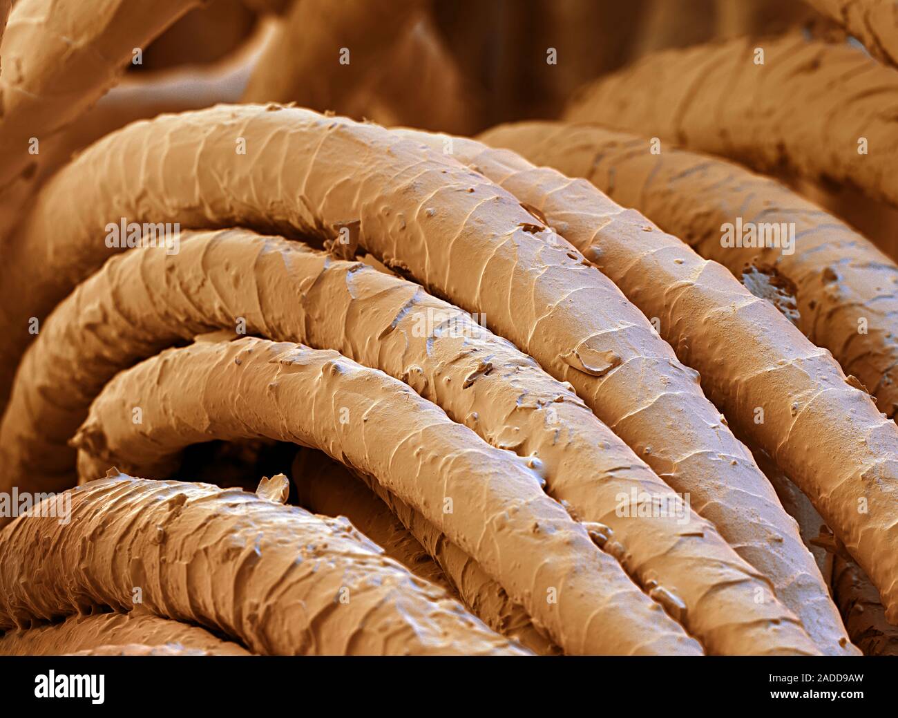 Coloured scanning electron micrograph (SEM) of raw wool fibers from a ...