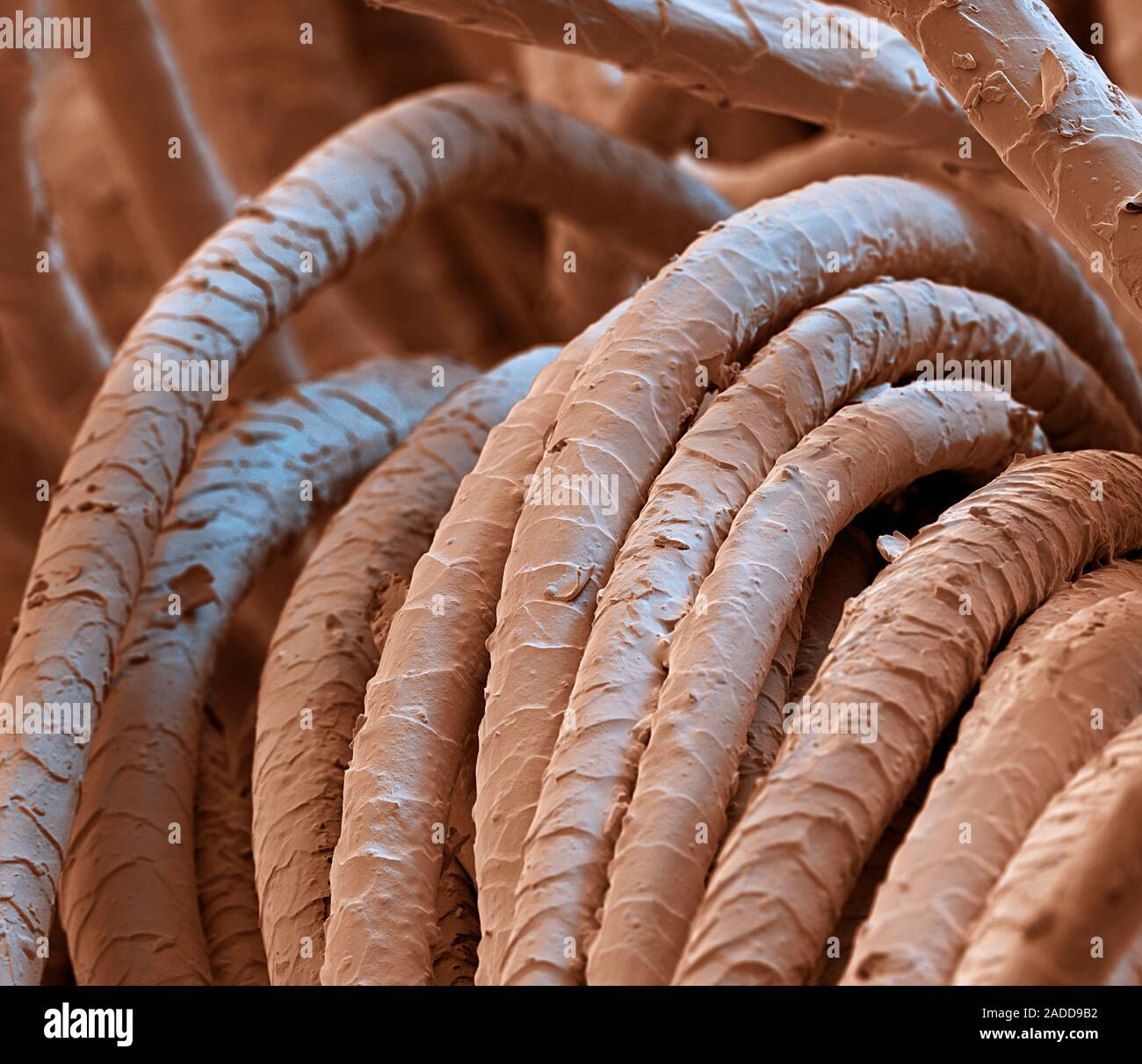Coloured scanning electron micrograph (SEM) of raw wool fibers from a ...