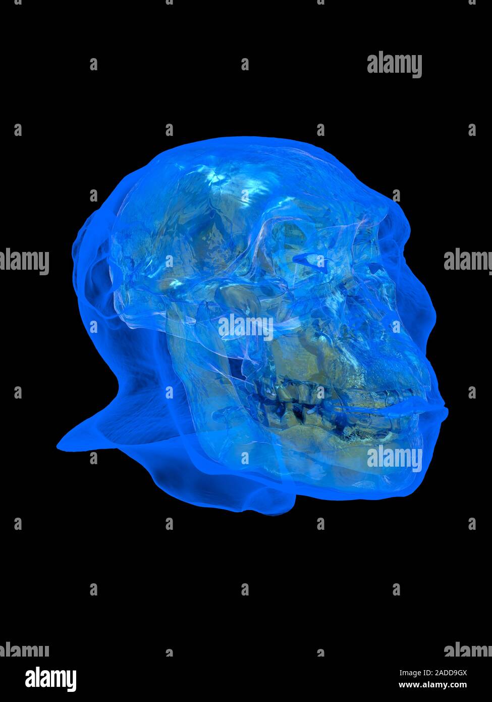Australopithecus 'Karabo' skull and head. Illustration of the skull and ...