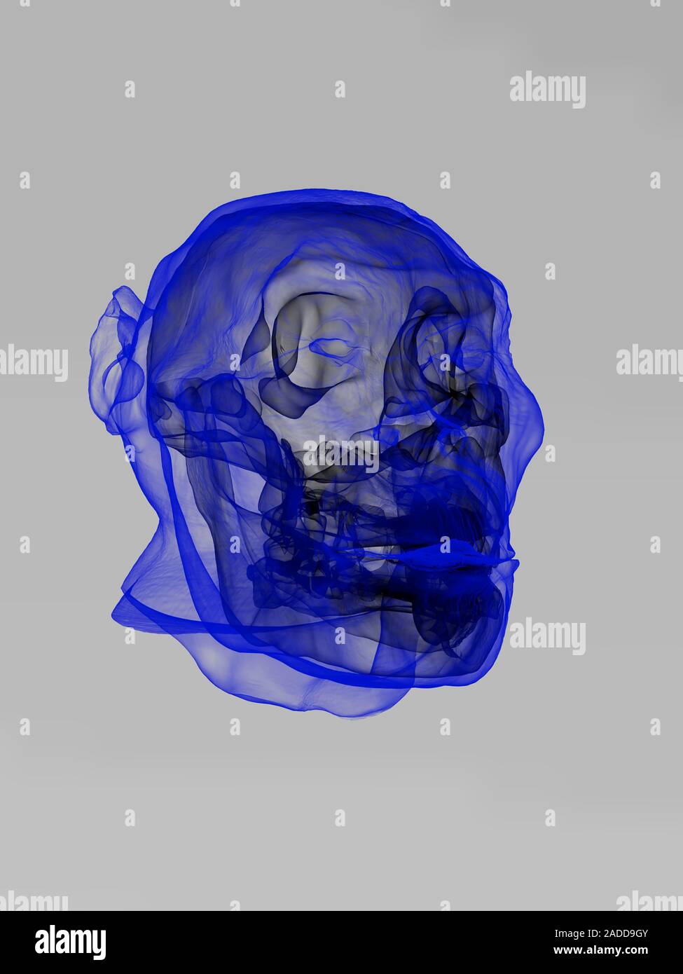 Australopithecus 'Karabo' skull and head. Illustration of the skull and ...