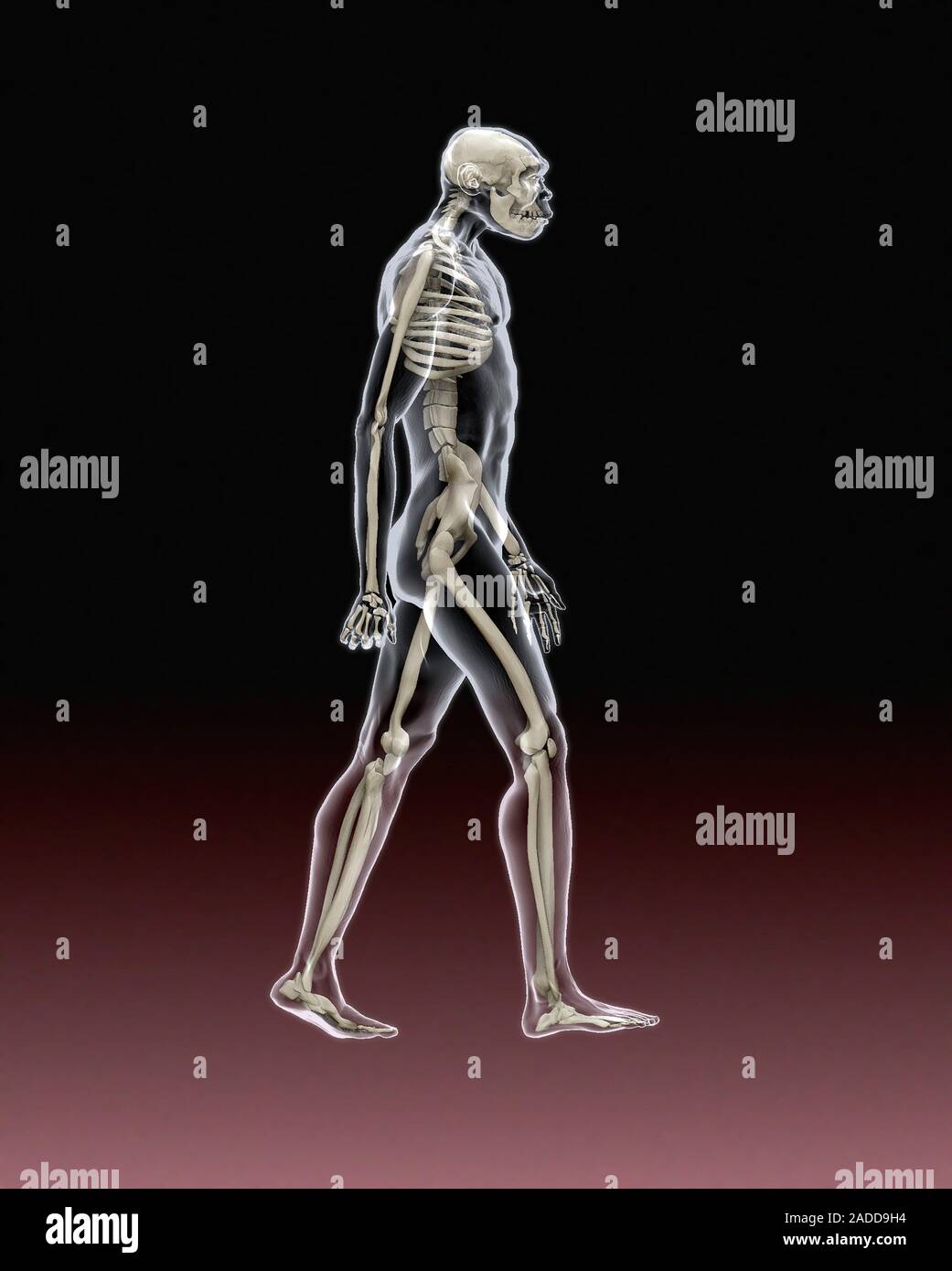 Turkana Boy skeleton and body. Illustration of a reconstruction of ...