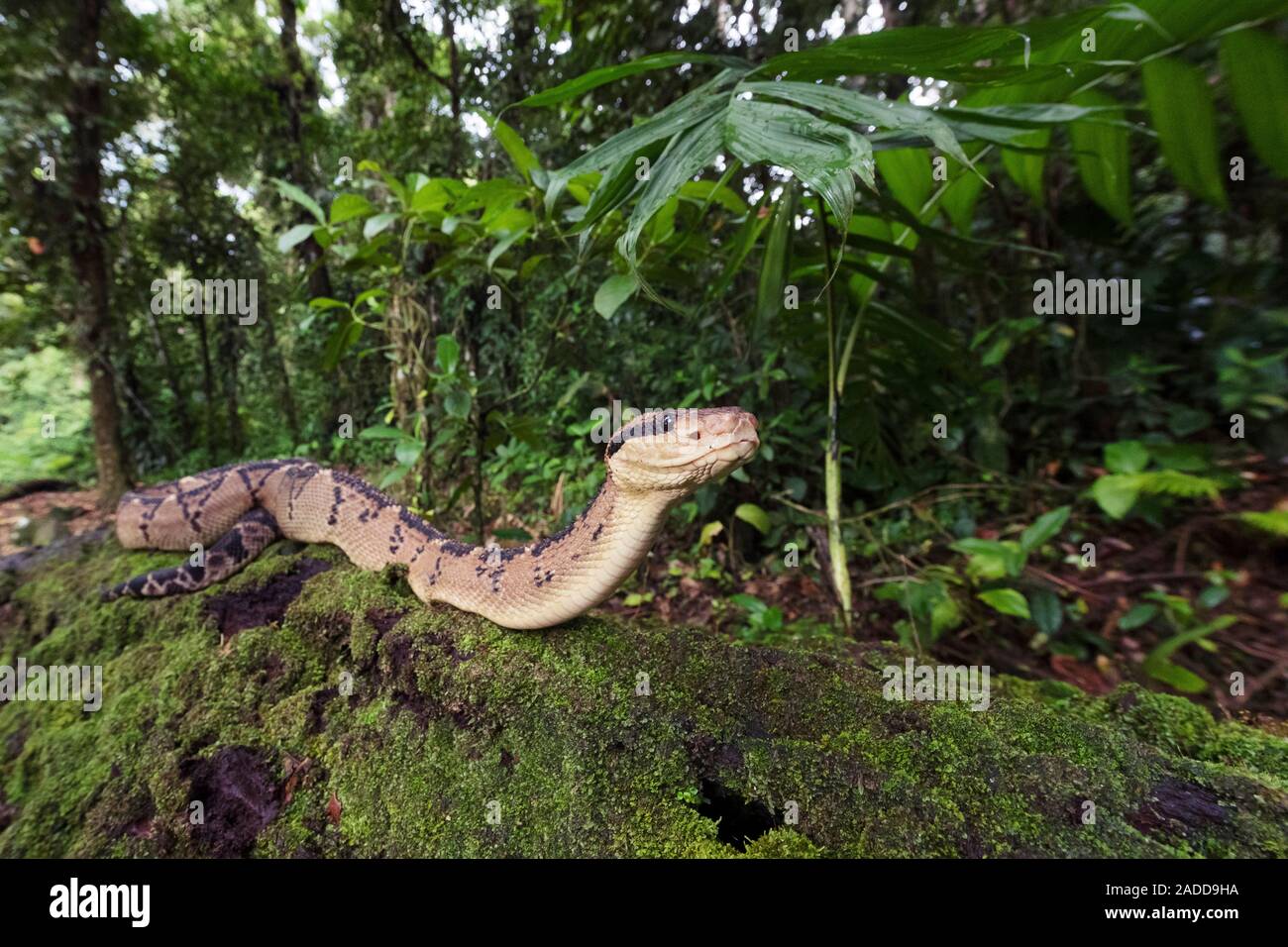 Bushmaster, (Lachesis sp.). These venomous snakes are found in Central ...