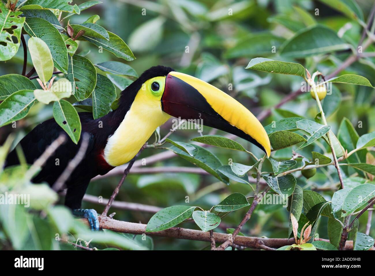 Wild chestnut-mandibled toucan (Ramphastos ambiguus swainsonii). The ...