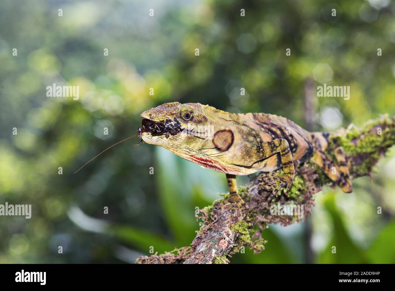 Giant banded anole (Dactyloa insignis) eating an insect. Photographed ...