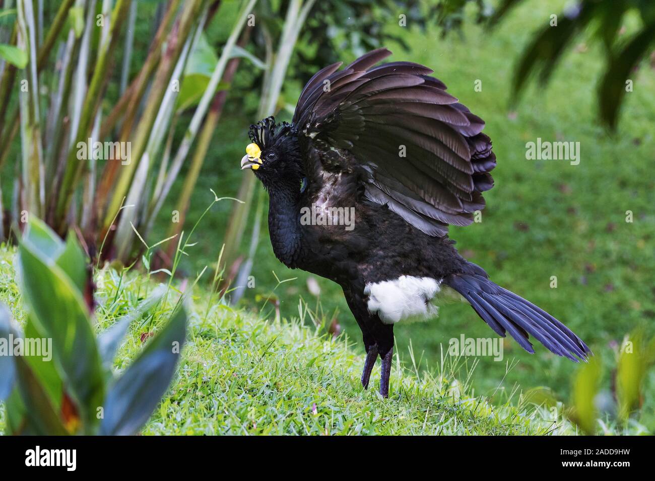 Great curassow. The great curassow (Crax rubra) is a large, pheasant ...