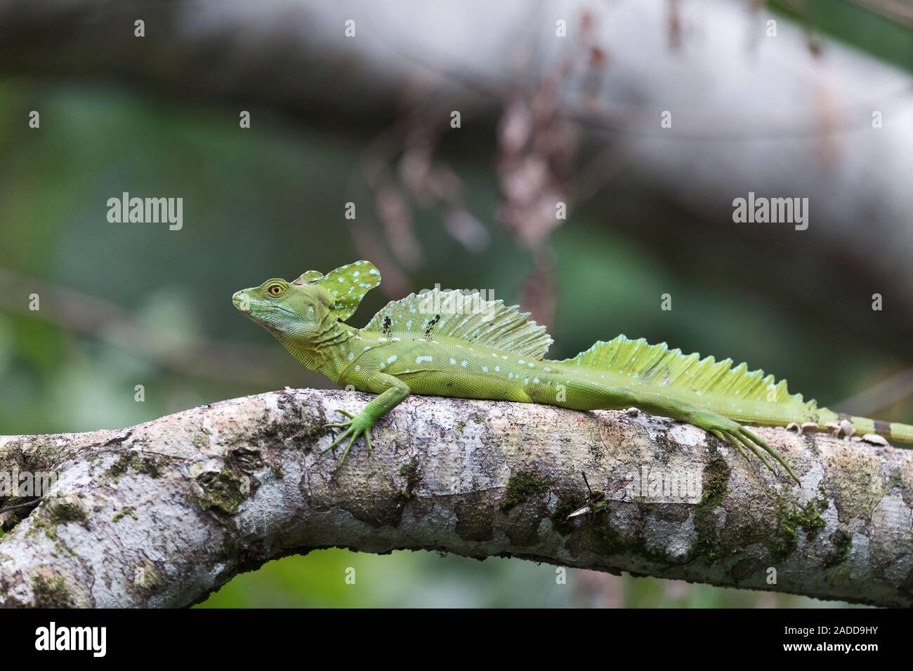 Green basilisk (Basiliscus plumifrons). This lizard lives near rivers ...