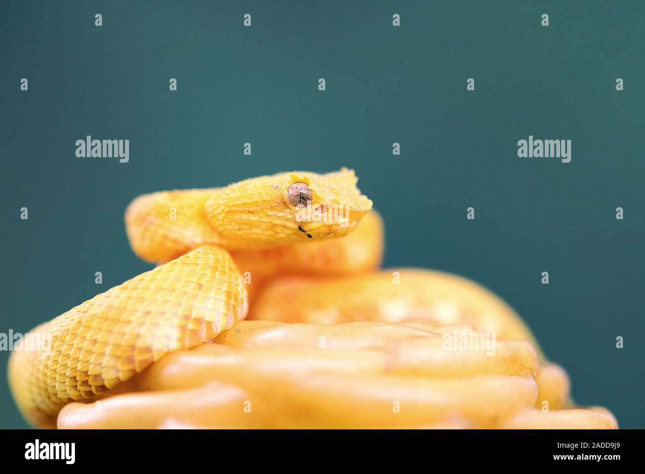 Eyelash viper juvenile (Bothriechis schlegelii). This small venomous ...