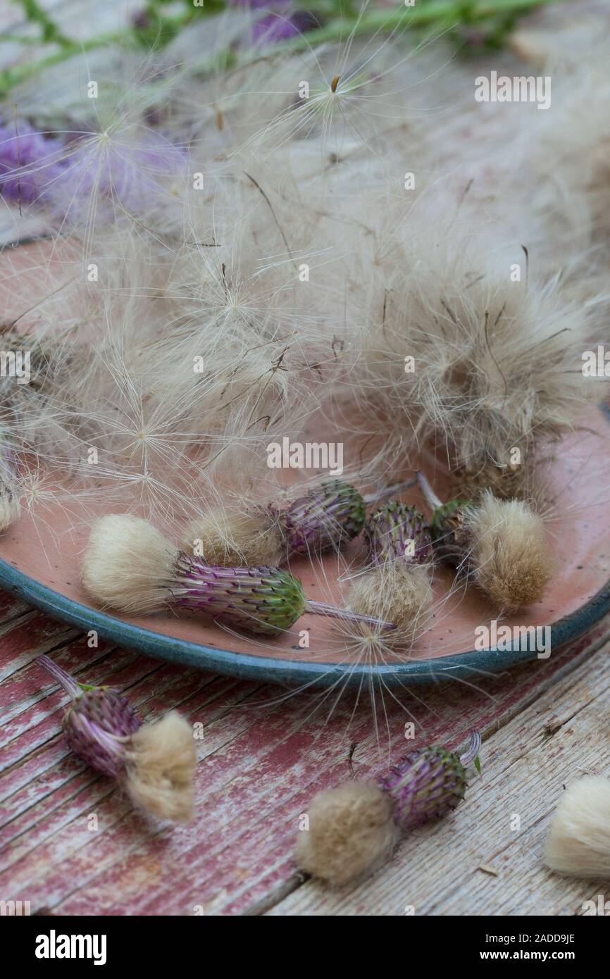 Acker-Kratzdistel, Distel-Samen, Distelsamen, Samen, Flugsamen mit ...