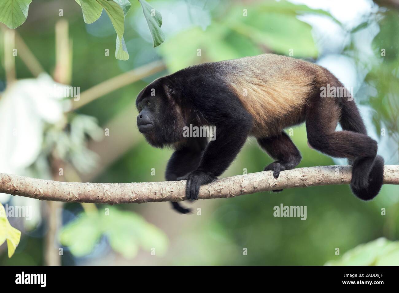 Mantled howler monkey. Wild mantled howler monkey (Alouatta palliata ...