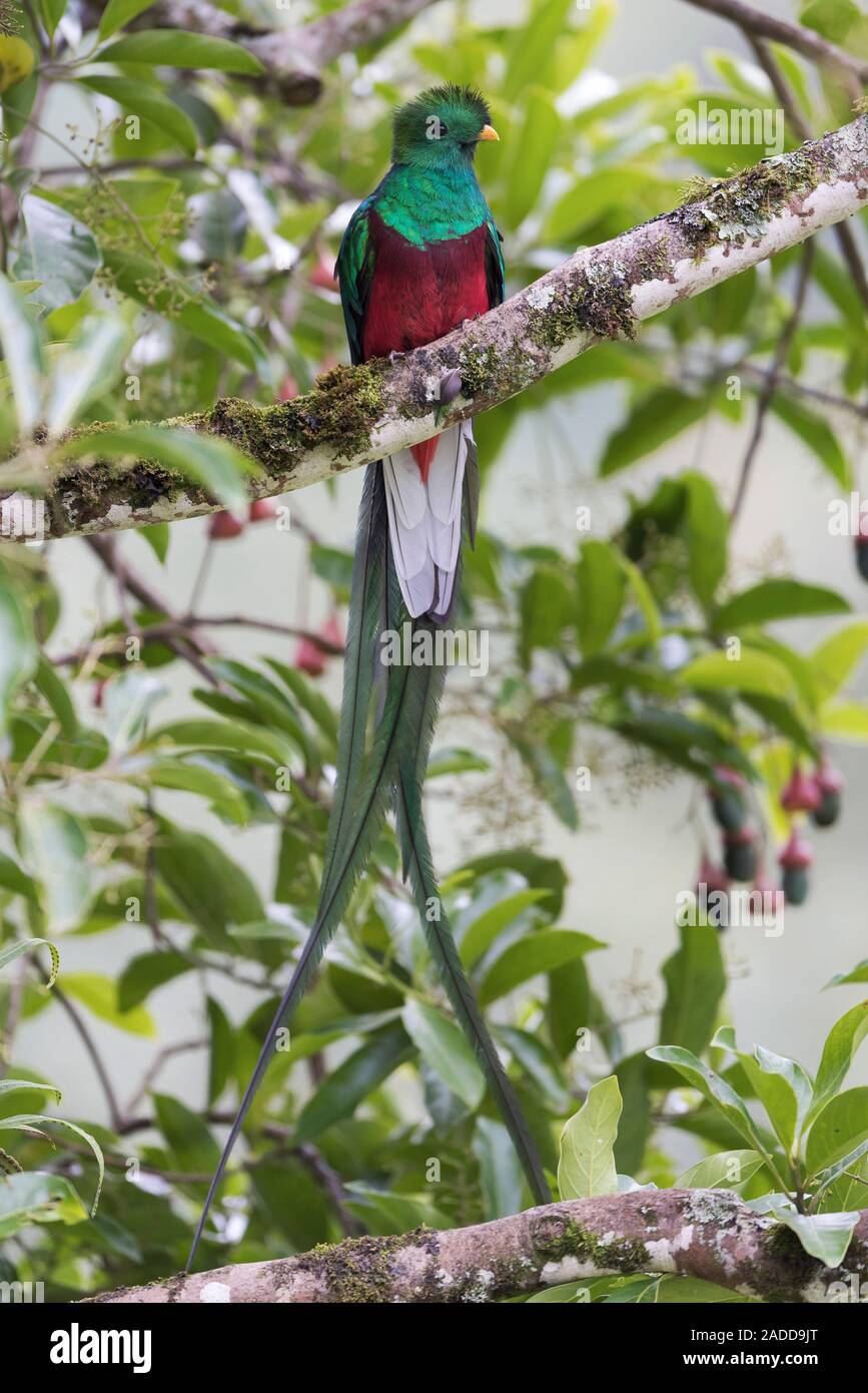 Resplendent Quetzal male (Pharomachrus mocinno). Photographed in Costa ...