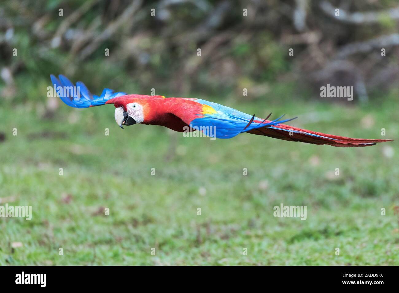 Scarlet macaw (Ara macao). Scarlet macaws live in the forests of ...