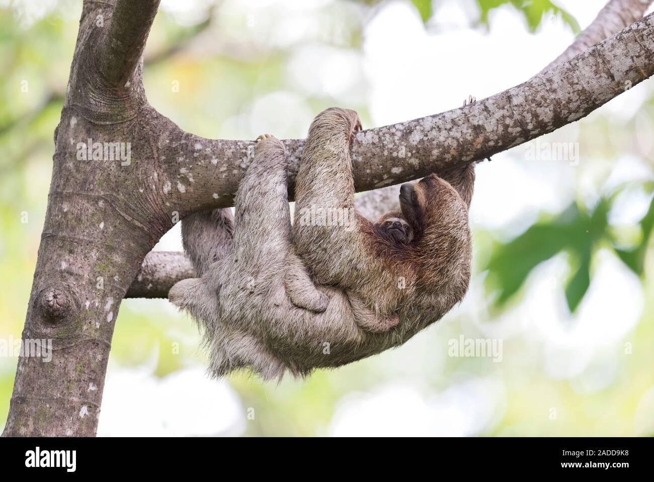 Brown-throated three-toed sloth (Bradypus variegatus) with young ...