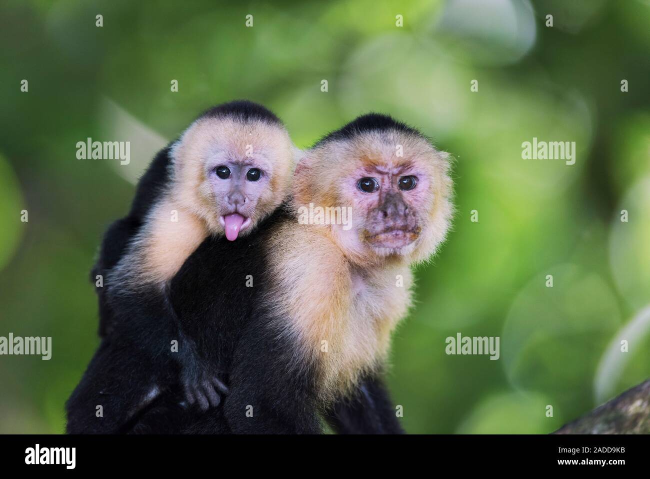 White-faced capuchin monkeys (Cebus capucinus), mother and baby ...