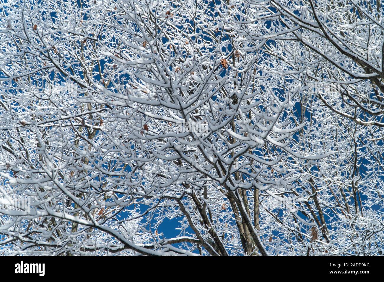 Icy tree hi-res stock photography and images - Alamy