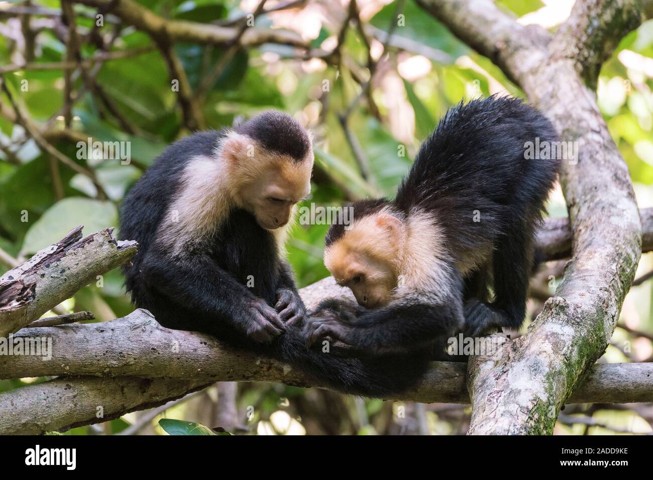 White-faced capuchin monkeys (Cebus capucinus) grooming. Photographed ...
