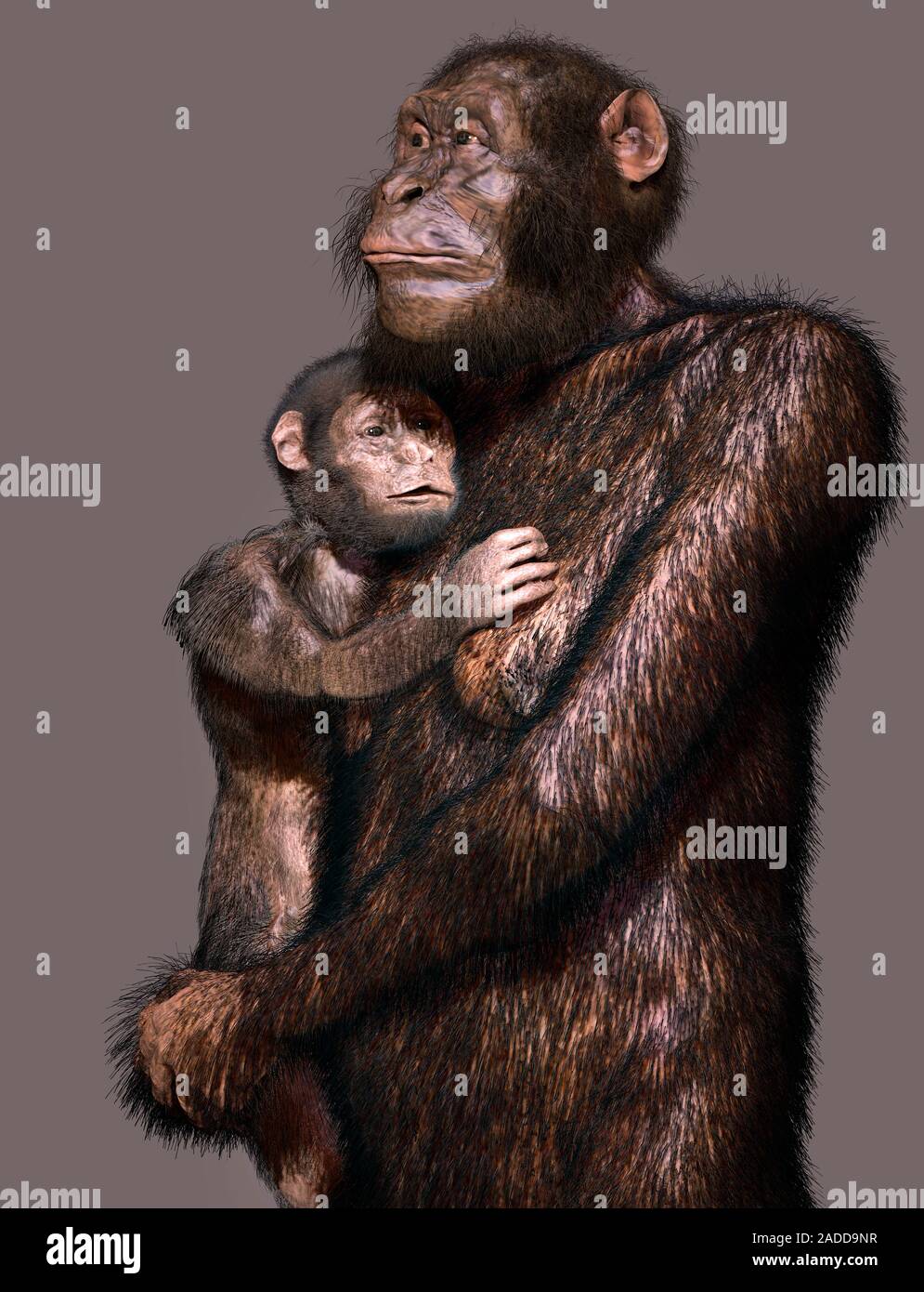 Australopithecus Sediba