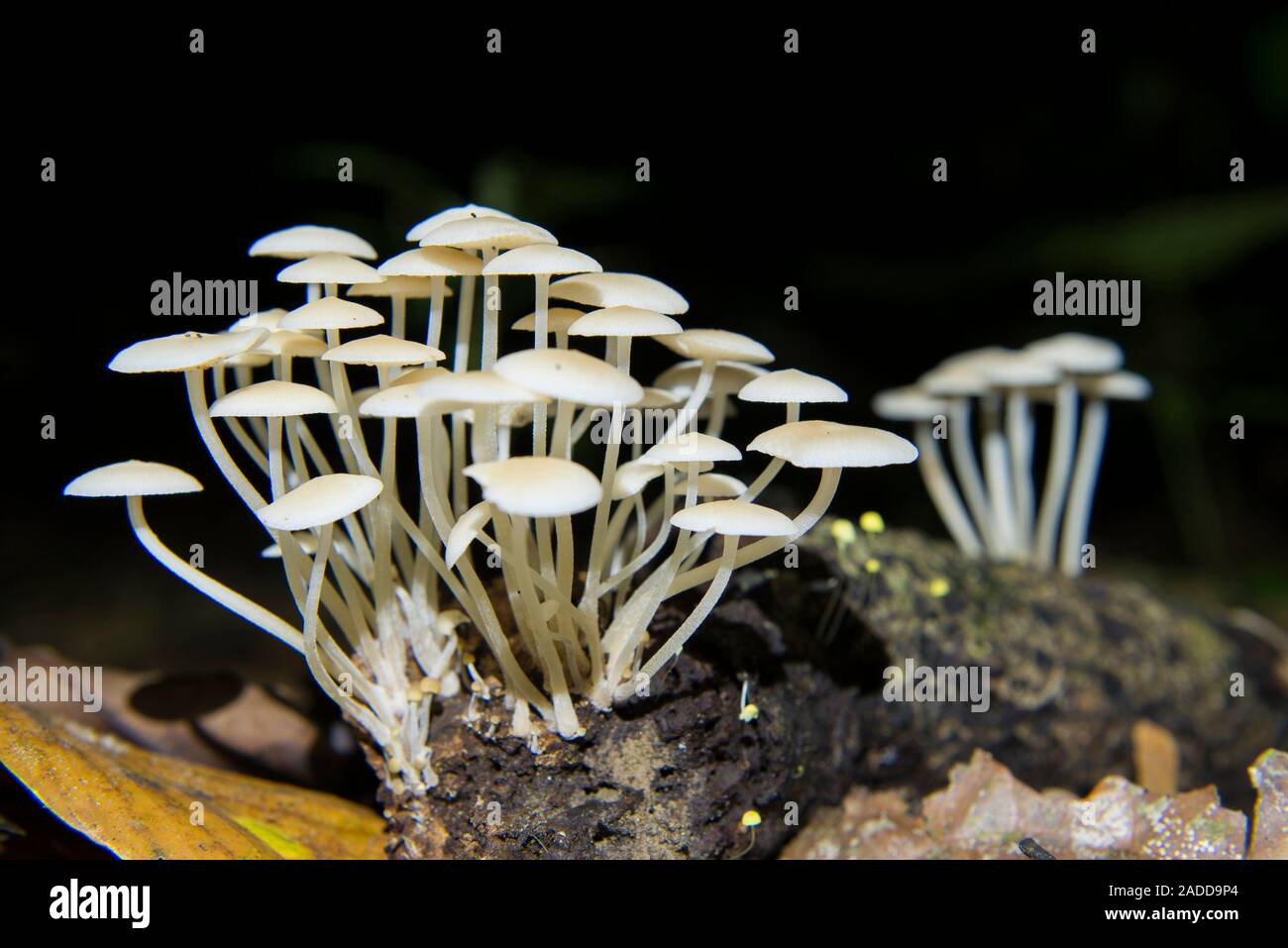 Bioluminescent fungi (Mycena illuminans). Photographed in Danum Valley ...