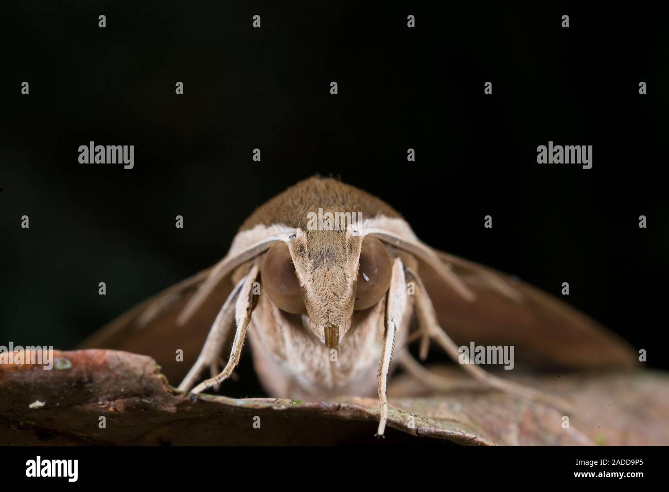 Theretra rhesus moth. This moth is found in Indonesia, Malaysia and the ...
