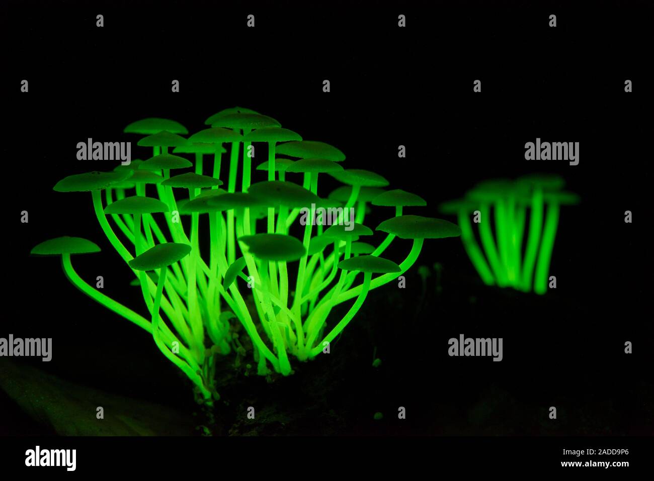 Bioluminescent fungi (Mycena illuminans) glowing in the dark ...
