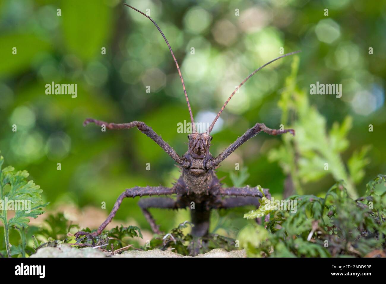 Spiny stick insect (Haaniella echinata). Stick insects have natural ...