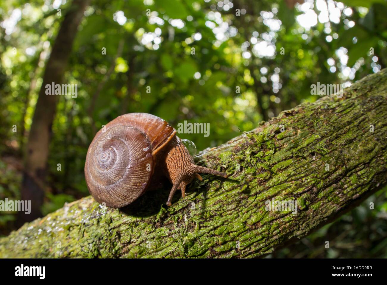 Snail on branch. Photographed in Danum Valley Conservation Area, Sabah ...