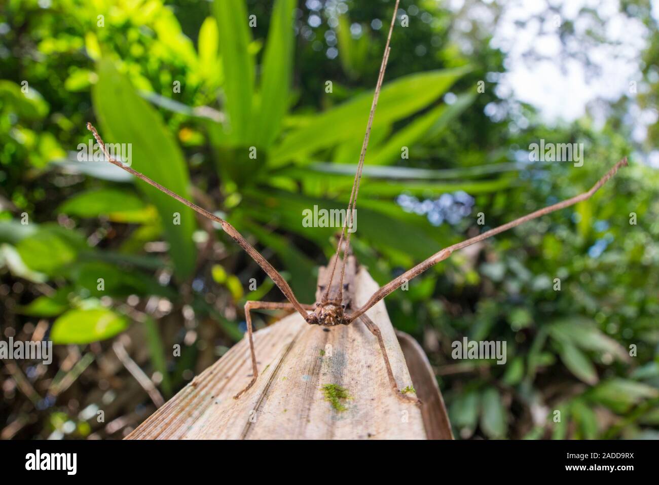 Gray's Malayan stick insect (Lonchodes brevipes). Stick insects have ...