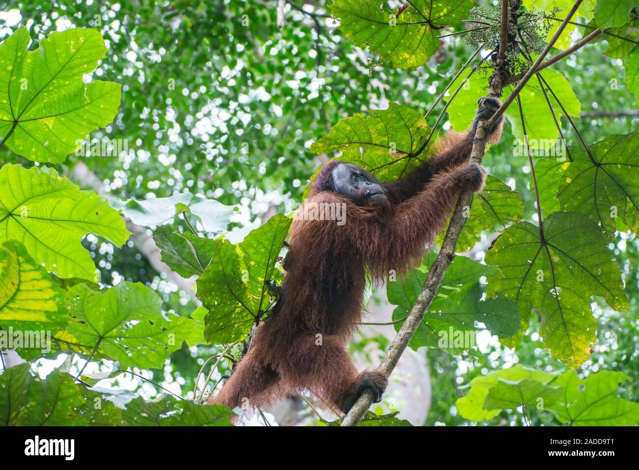 Male orangutan. Male Northeast Bornean orangutan (Pongo pygmaeus morio ...