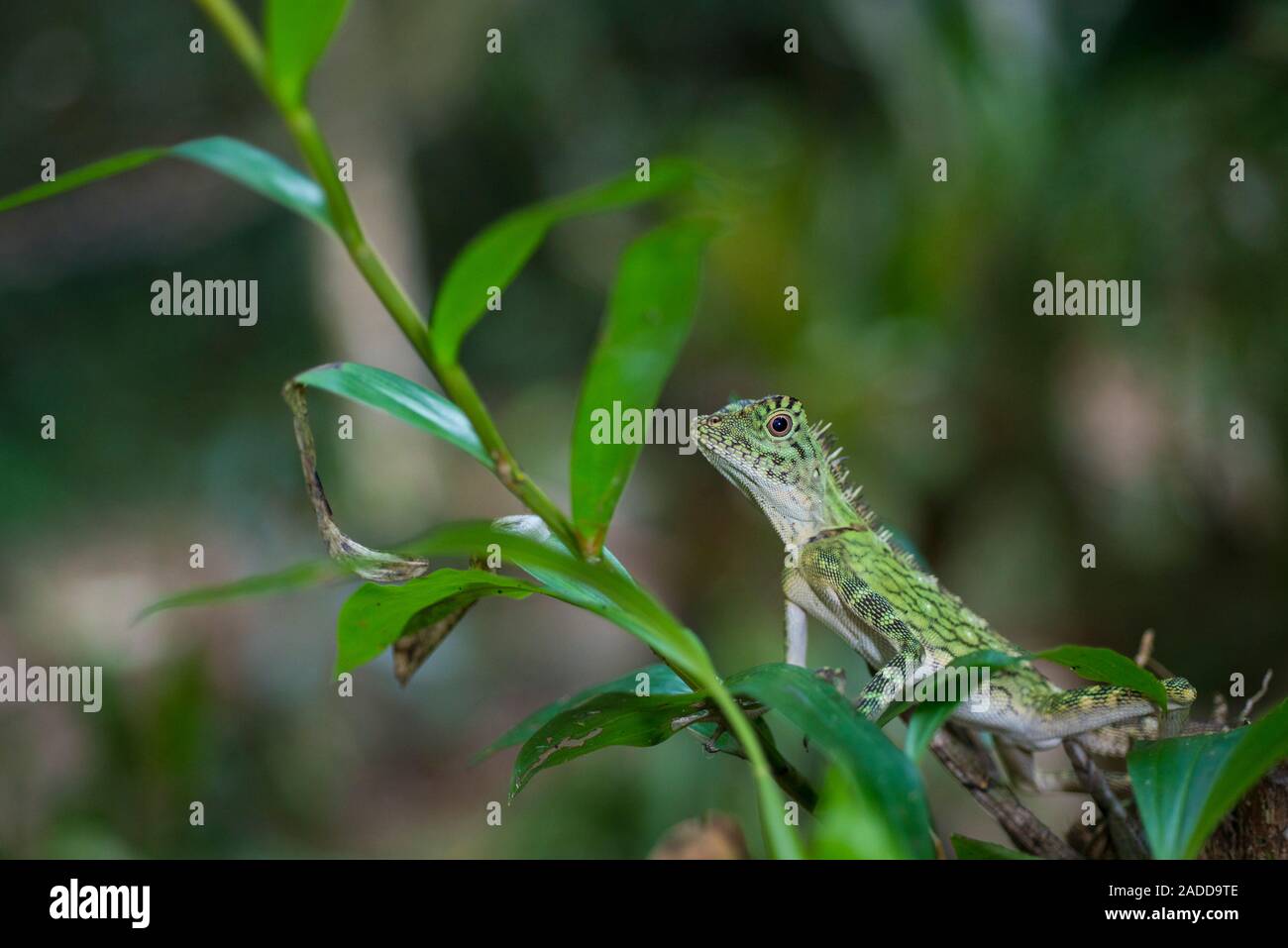 Bornean angle-headed lizard (Gonocephalus borneensis). This agamid ...