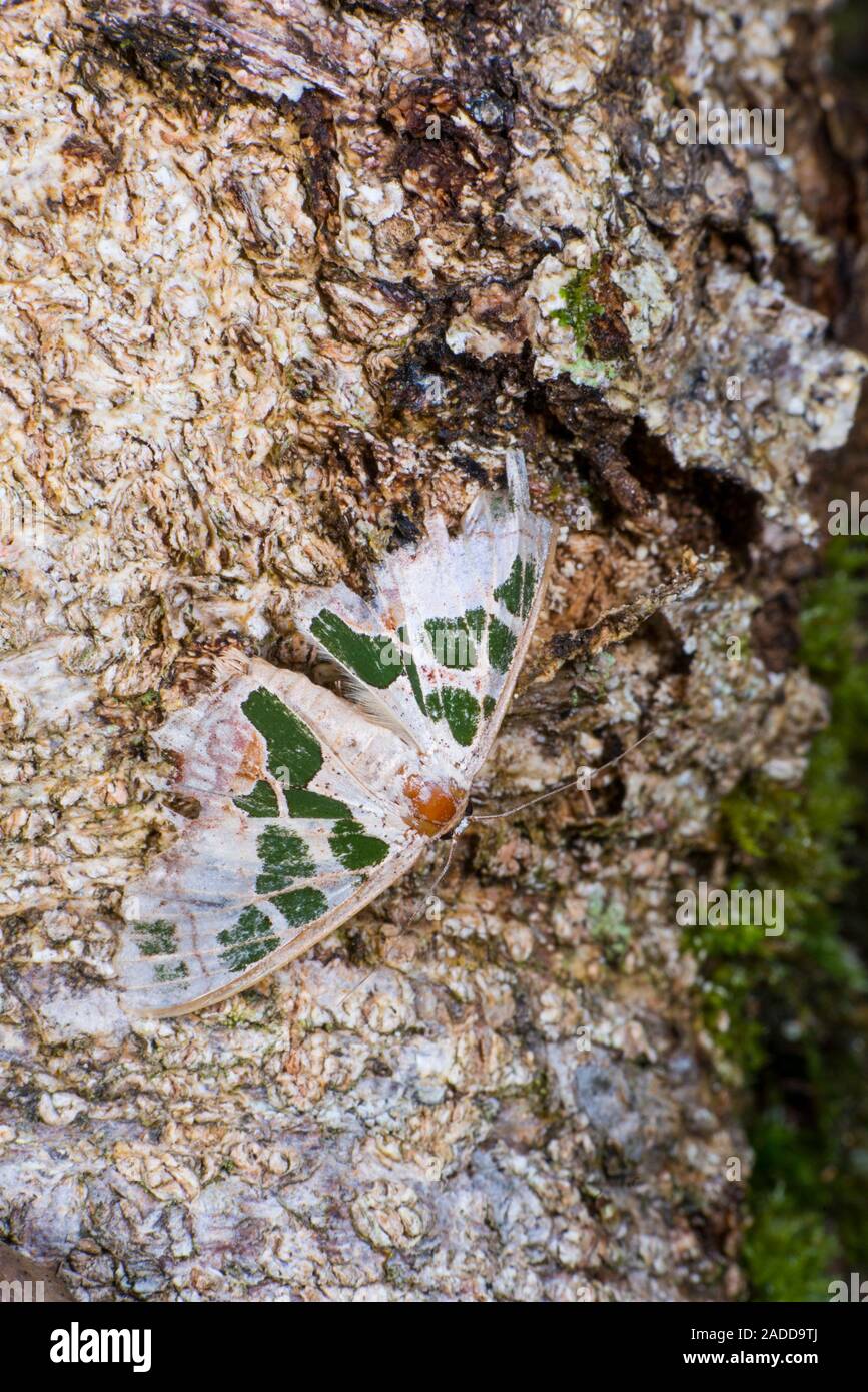 Antitrigodes divisaria moth. Photographed in Imbak Canyon Conservation ...