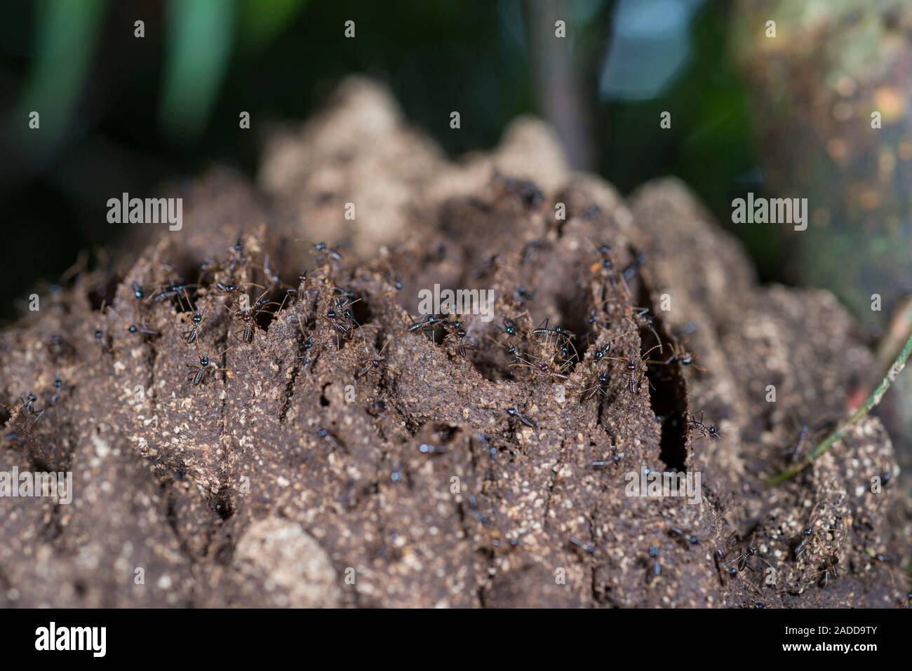 Termite colony. Termites (order Blattodea) feed on cellulose and rely ...