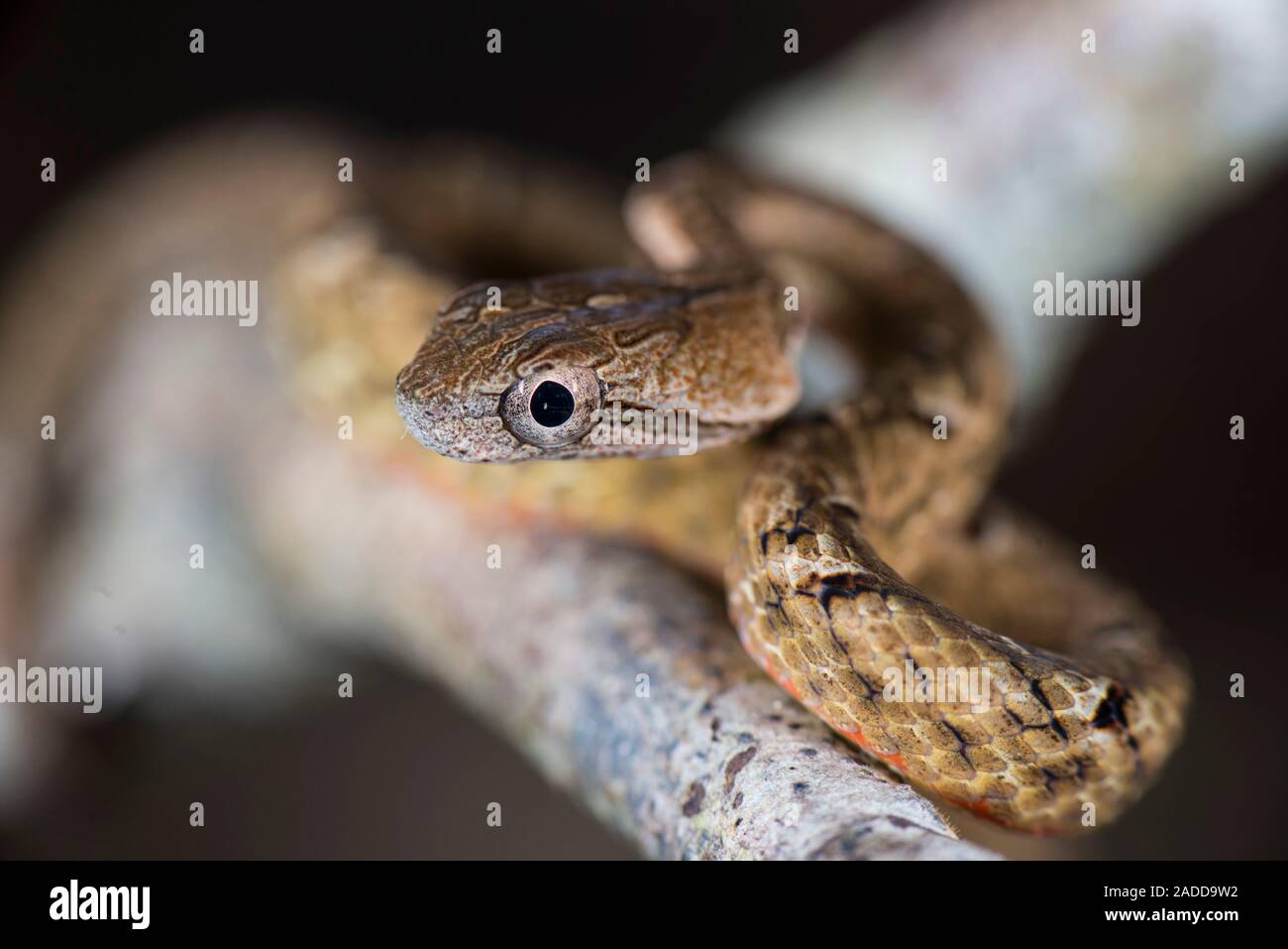 Common mock viper (Psammodynastes pulverulentus) head. Close-up of the ...