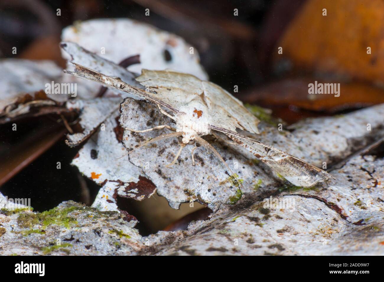 Camouflaged moth. Moth well camouflaged against fallen leaves on the ...