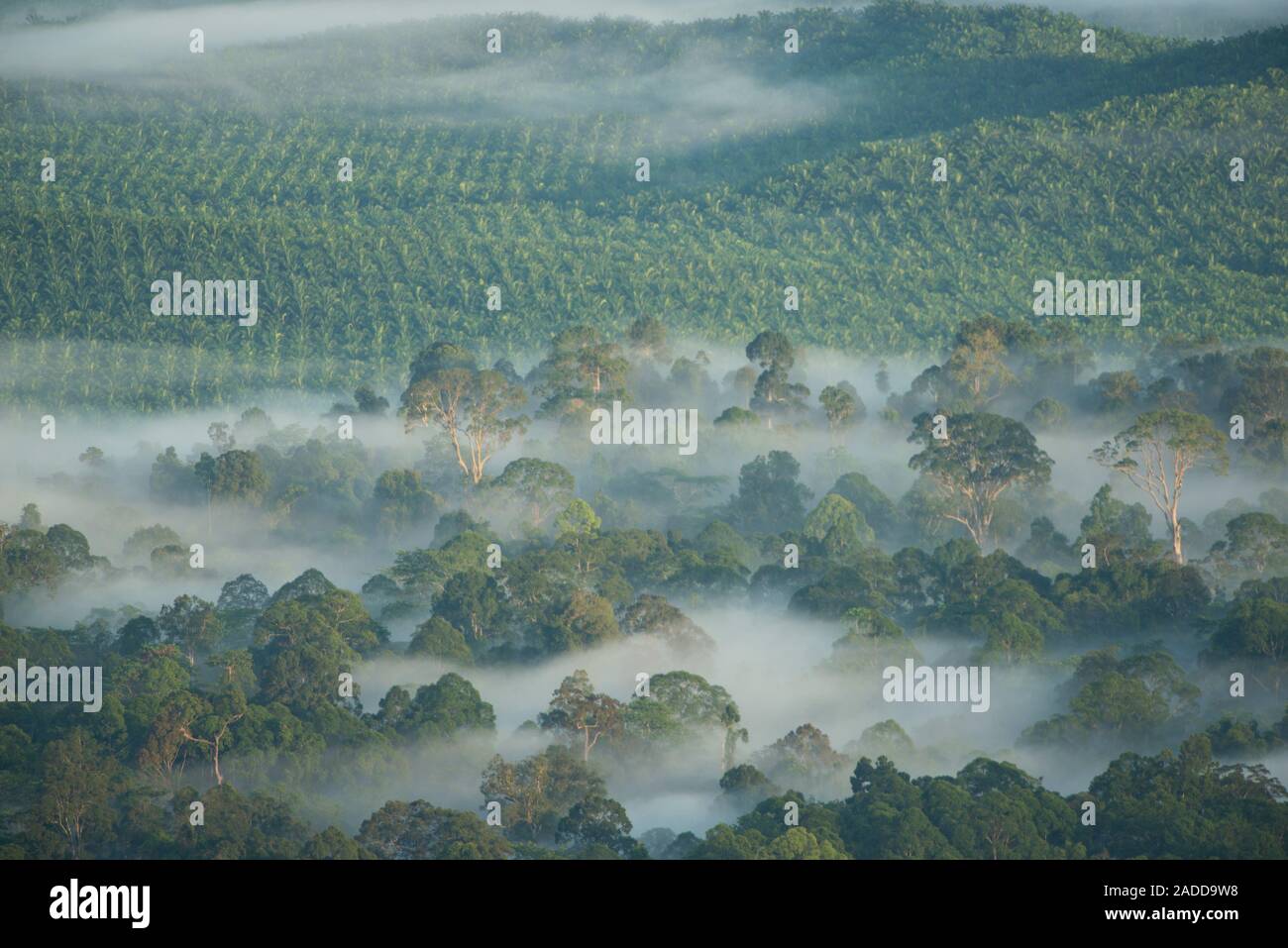 Palm oil plantation. Aerial view over a mist shrouded oil palm (Elaeis ...