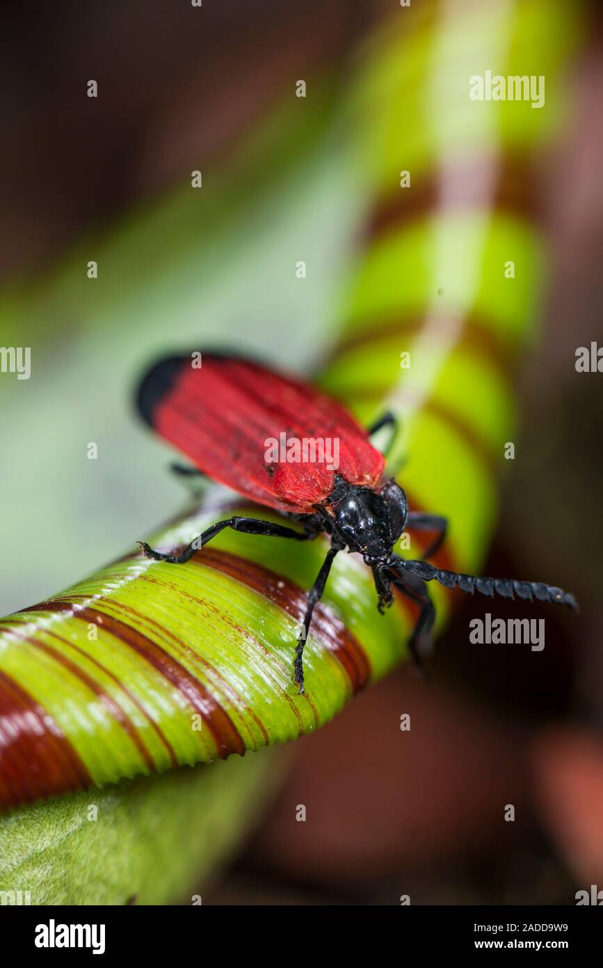Cardinal beetle (Pyrochroa serraticornis) crawling out of a pitcher ...