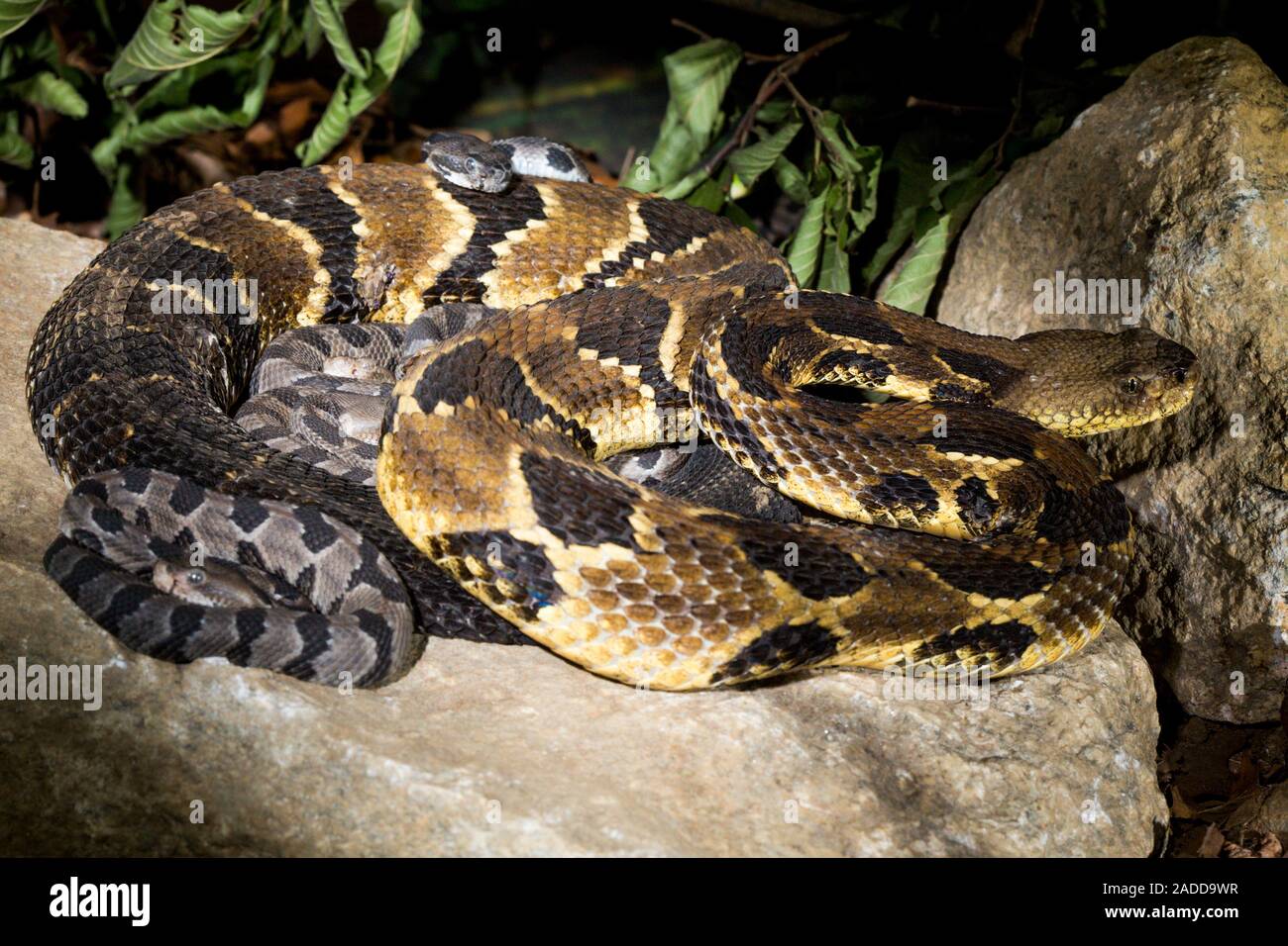 Timber rattlesnake (Crotalus horridus) and young. Female timber ...