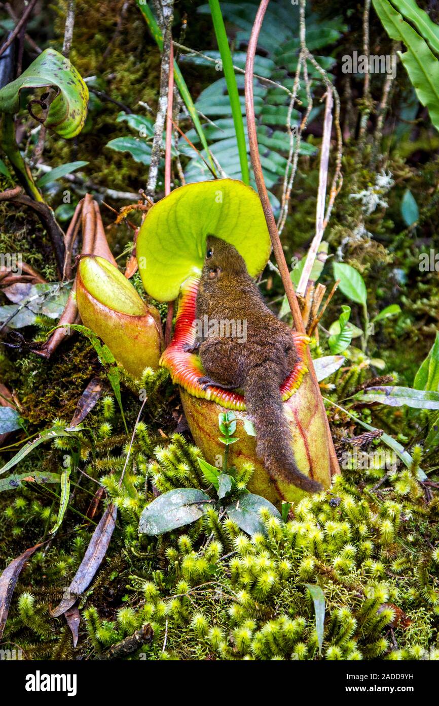 Tree shrew on giant pitcher plant. Bornean smooth-tailed treeshrew ...