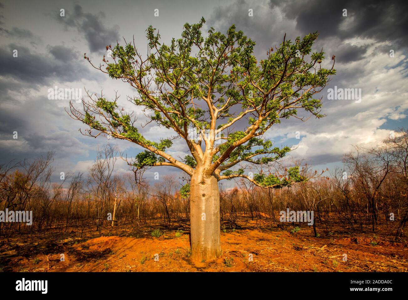 Boab tree (Adansonia gregorii). Photographed in Western Australia Stock ...