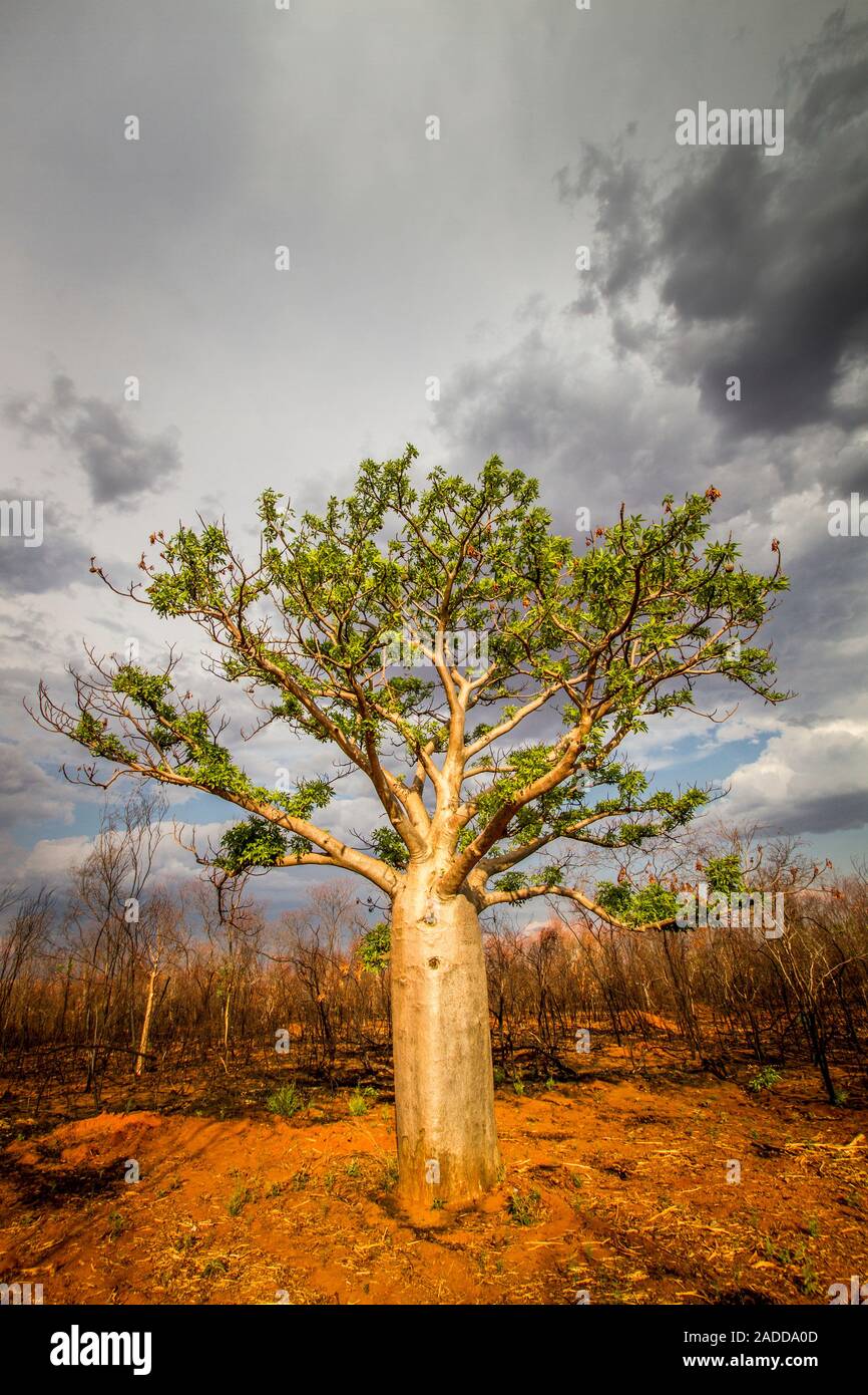 Boab tree (Adansonia gregorii). Photographed in Western Australia Stock ...