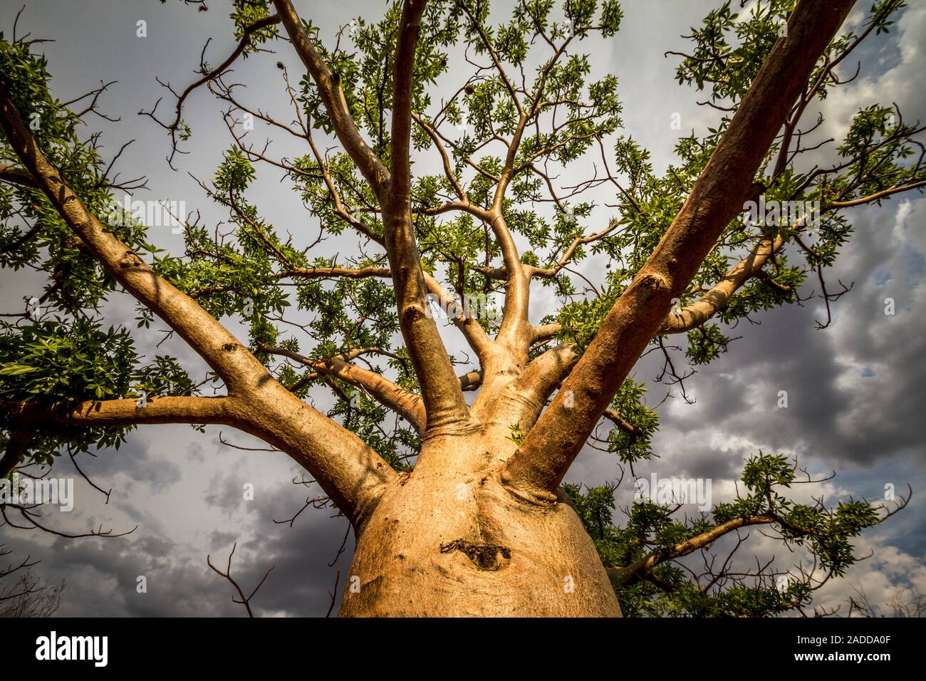 Boab tree (Adansonia gregorii). Photographed in Western Australia Stock ...