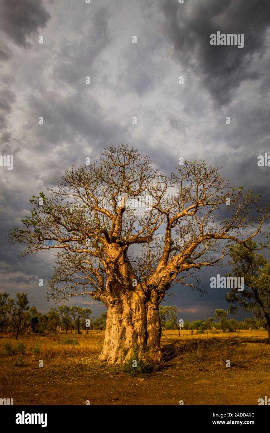 Boab tree (Adansonia gregorii). Photographed in Western Australia Stock ...