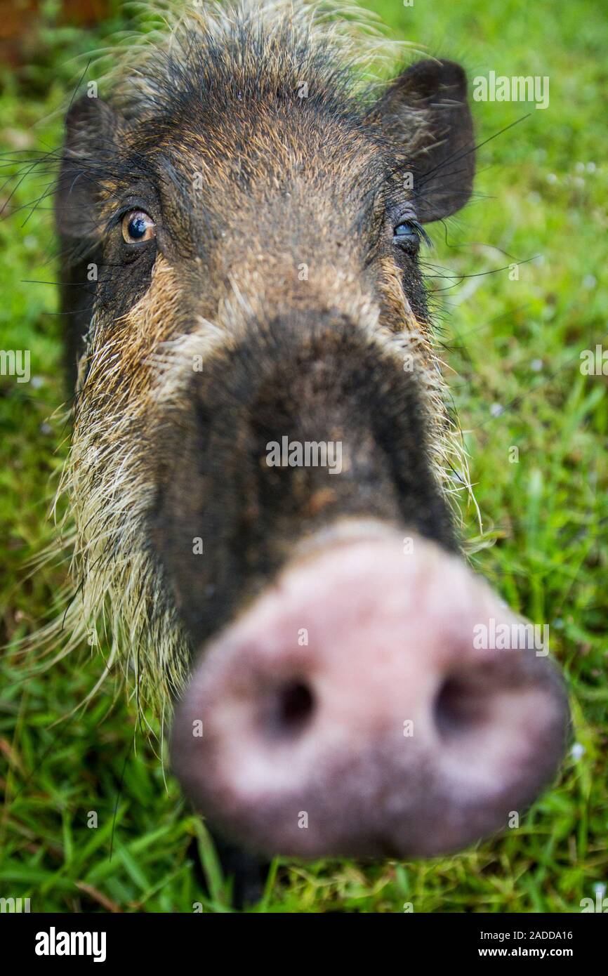 Bearded pig (Sus barbatus). Close-up of the head of a bearded pig. This ...