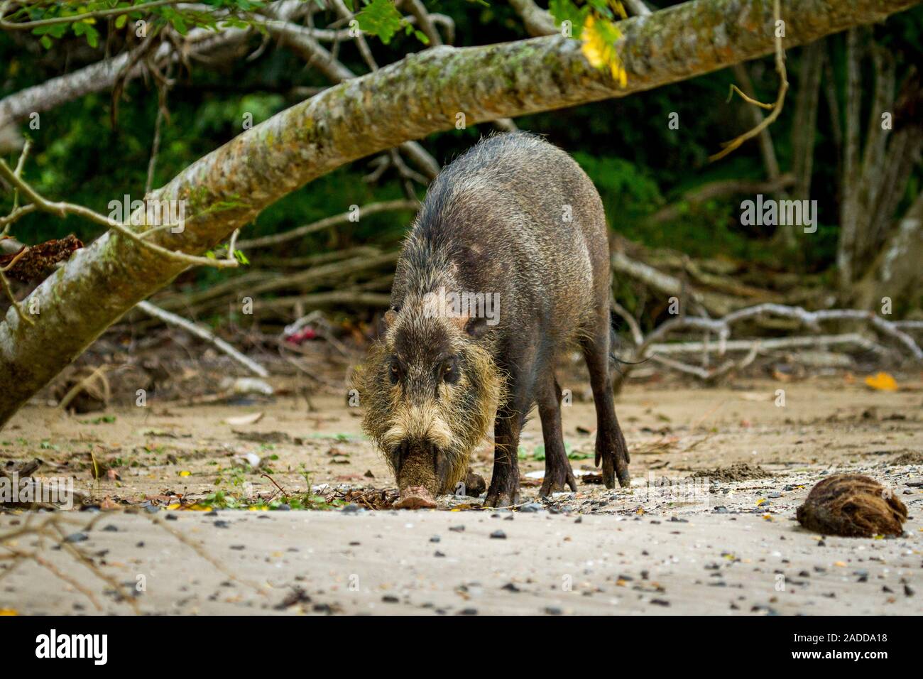 Bearded pig (Sus barbatus). Bearded pig foraging amongst mangroves ...