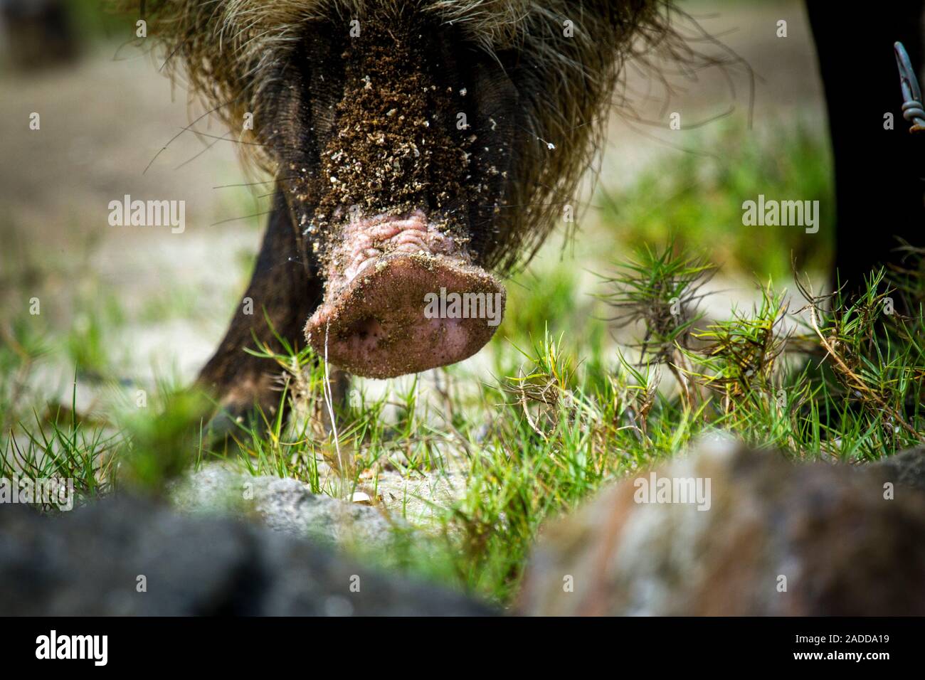 Bearded pig (Sus barbatus). Bearded pig foraging in the sand amongst ...