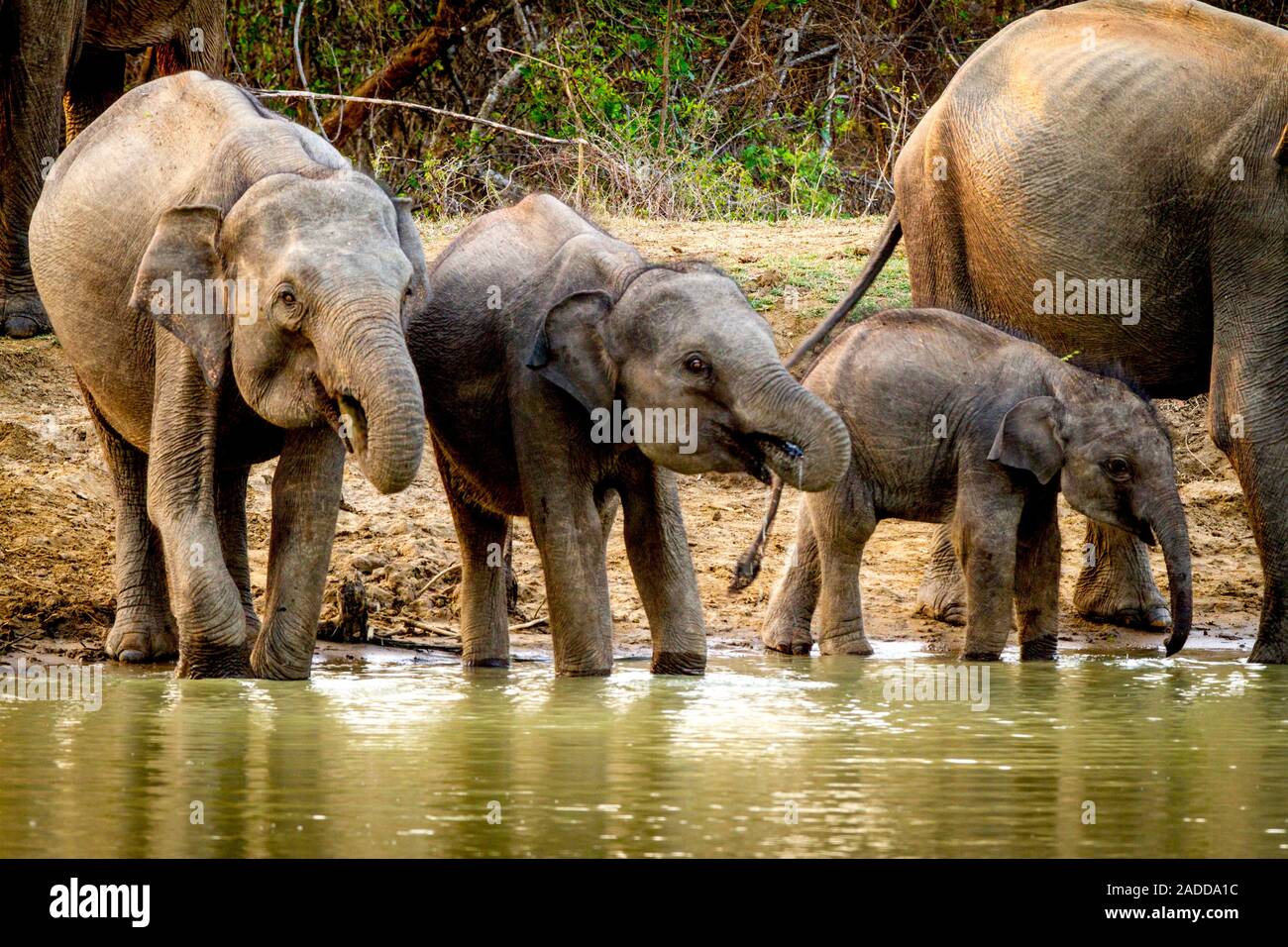 Sri Lankan elephants (Elephas maximus maximus) drinking. Herd of Sri Lankan elephants drinking ...