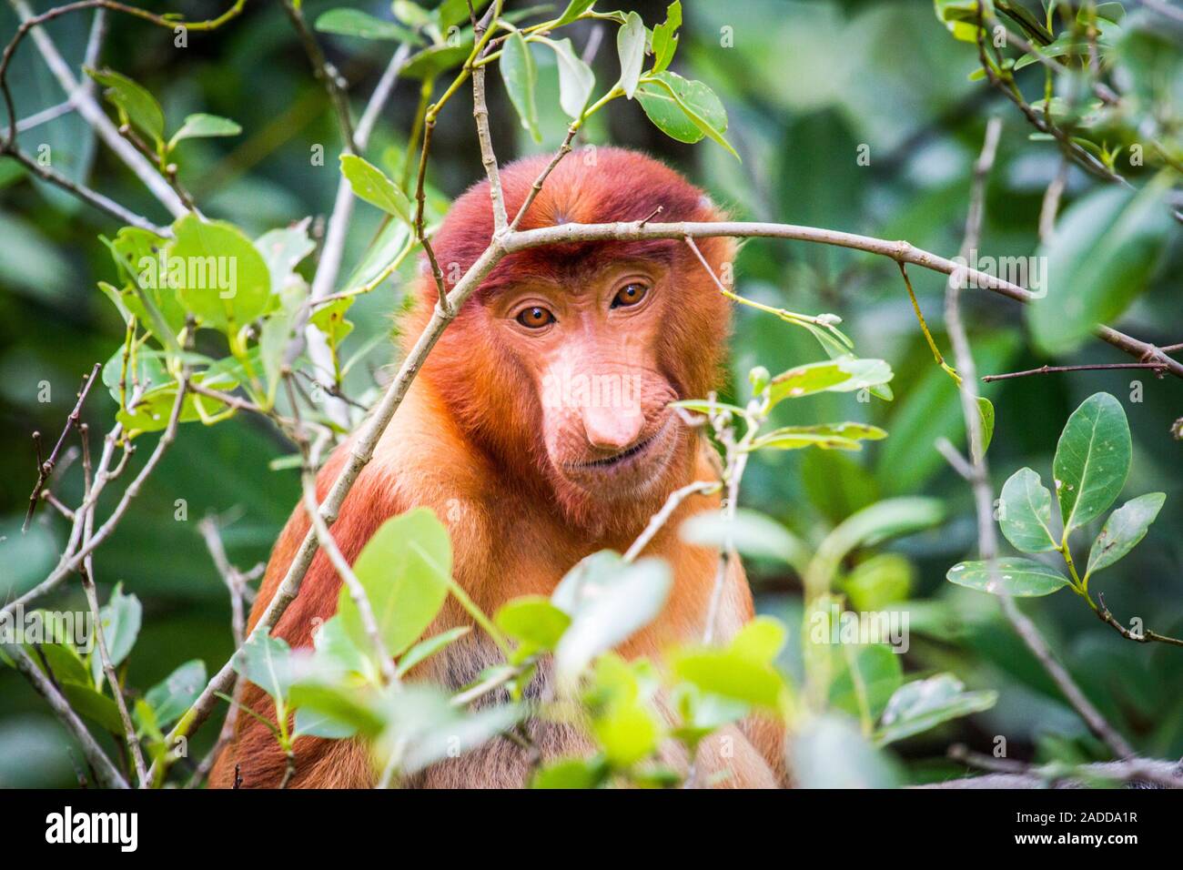 Female proboscis monkey (Nasalis larvatus) feeding in a tree. The ...
