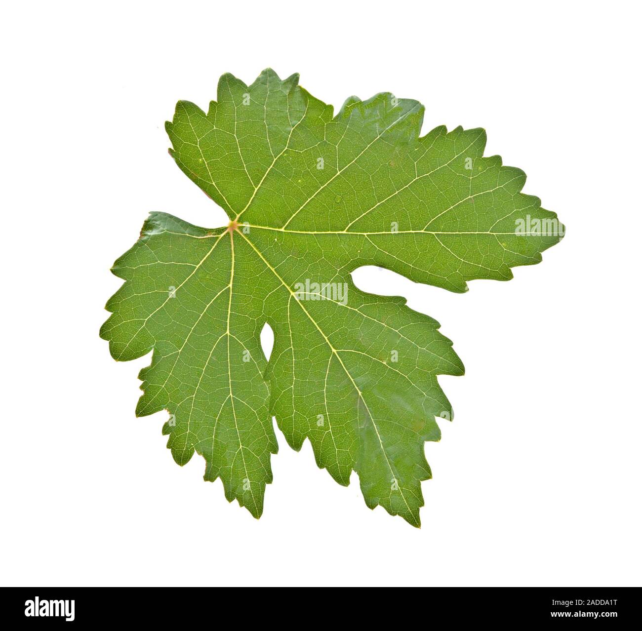 Grapevine leaf isolated on white background Stock Photo - Alamy
