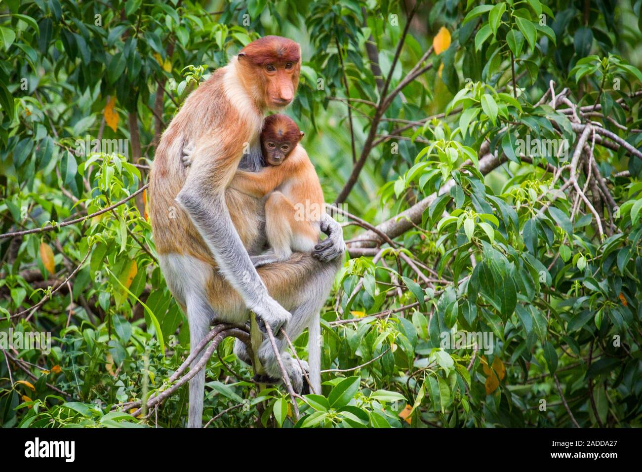 Female proboscis monkey (Nasalis larvatus) and young in a tree. The ...