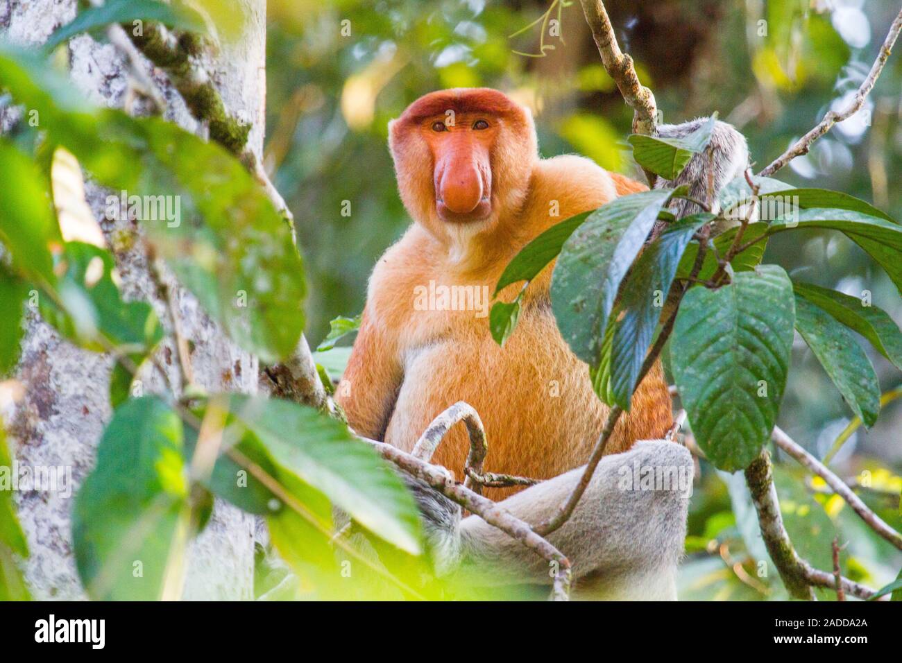 Male proboscis monkey (Nasalis larvatus) in a tree. The proboscis ...